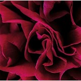 Coil | CD Album | Free shipping over £20 | HMV Store